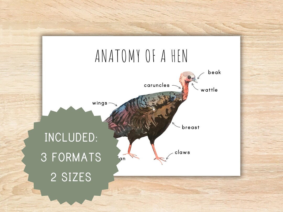 Anatomy of a Turkey Homeschool Printable Montessori Resource Anatomy ...