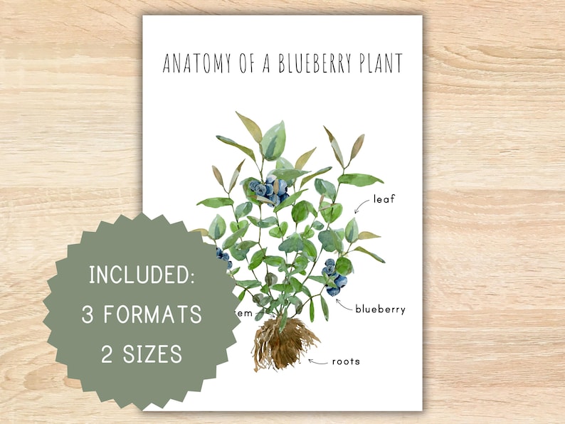 Anatomy of a Blueberry Plant Homeschool Printable Montessori Resource ...