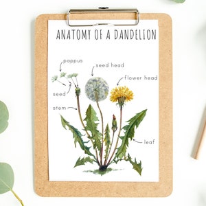 Anatomy of a Dandelion Homeschool Printable Montessori Resource Anatomy ...