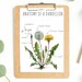 Anatomy of a Dandelion Homeschool Printable Montessori Resource Anatomy ...