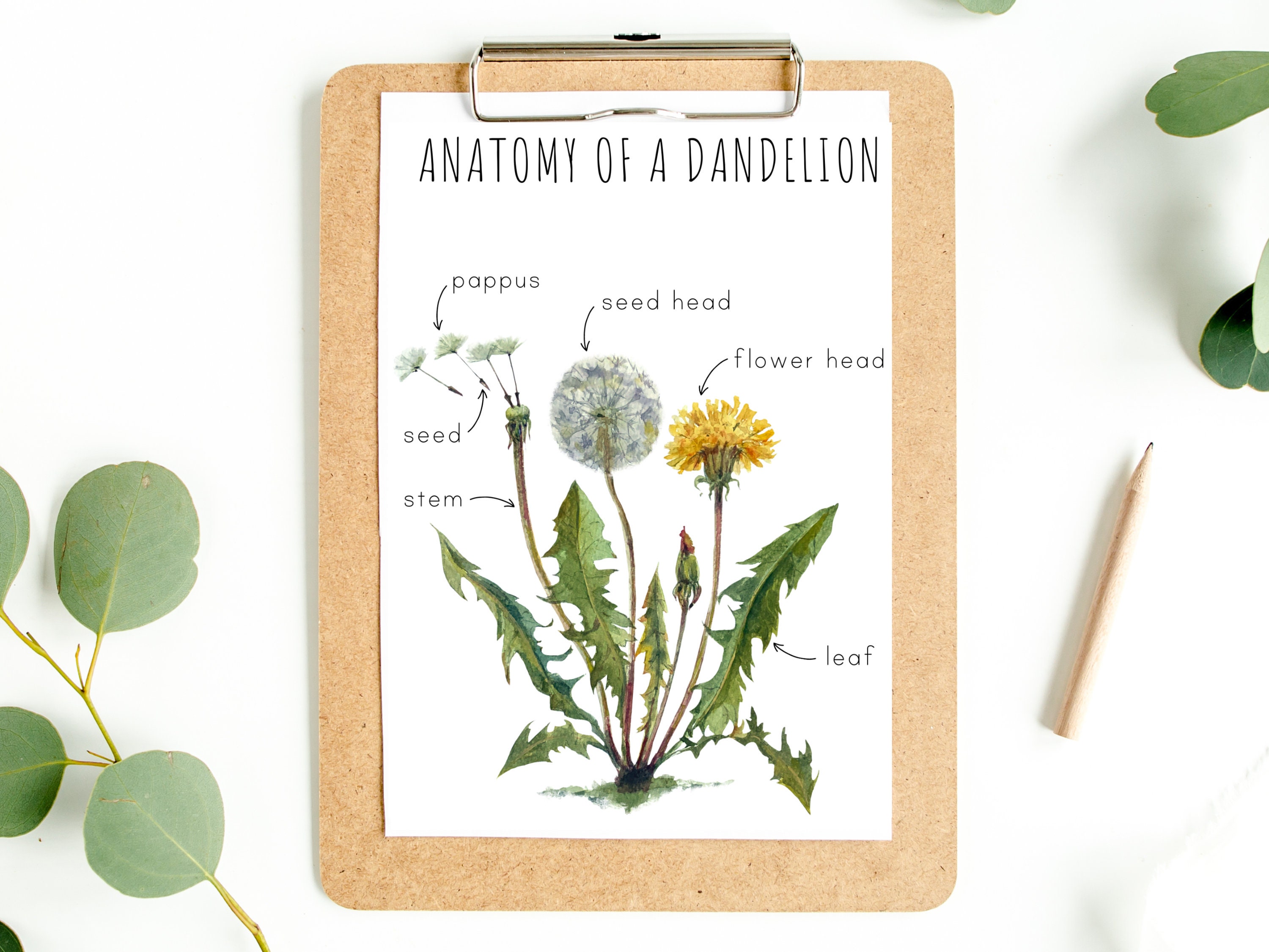 Anatomy of a Dandelion Homeschool Printable Montessori Resource Anatomy ...