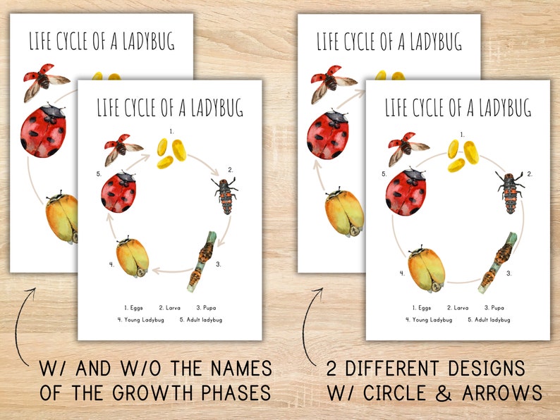 Life Cycle of a Ladybug Homeschool Printable Montessori Resource Life ...