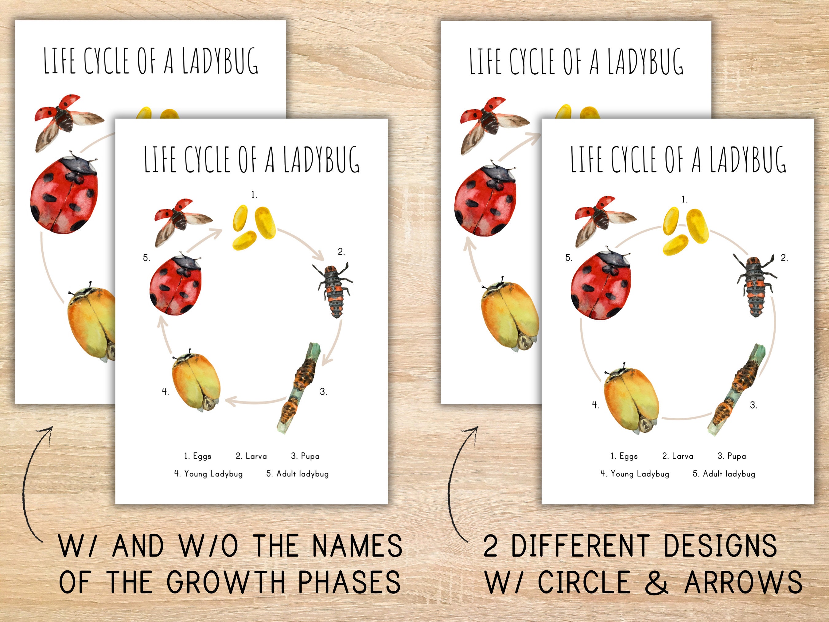 Life Cycle of a Ladybug Homeschool Printable Montessori Resource Life ...