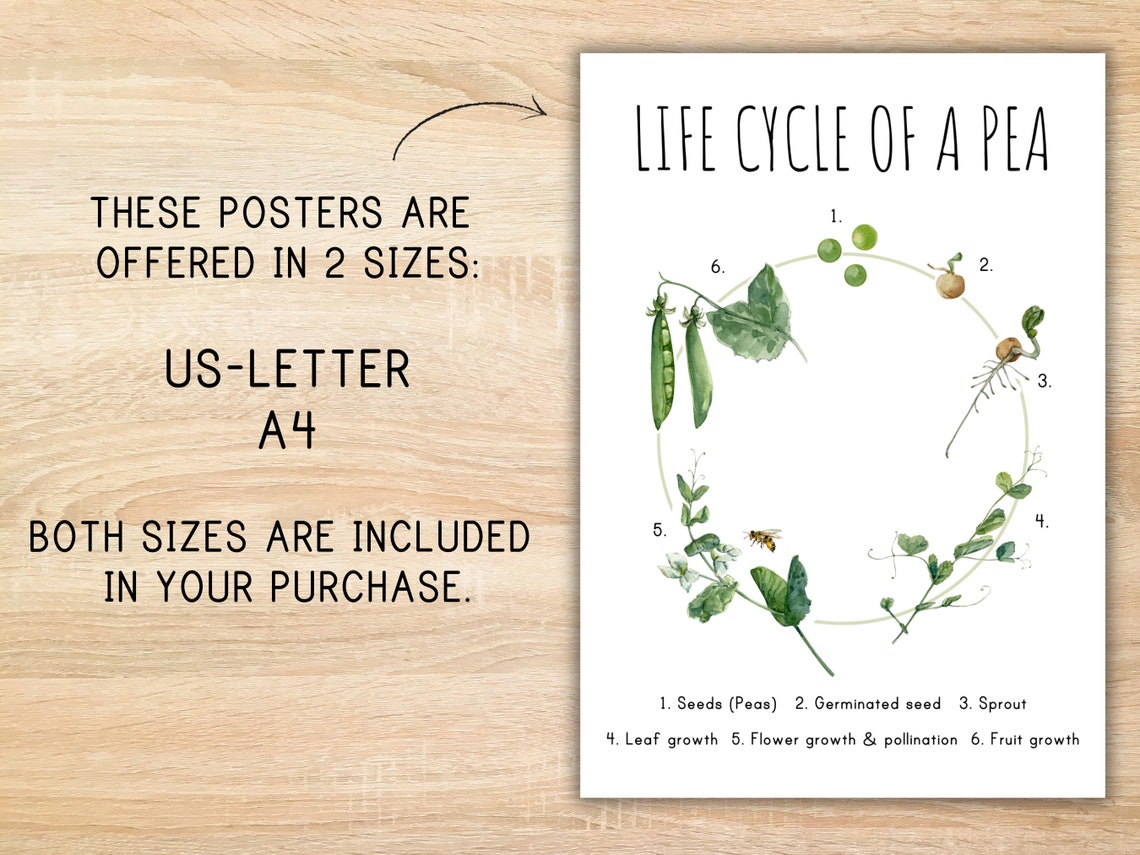 Life Cycle of a Pea Homeschool Printable Montessori Resource Life Cycle ...