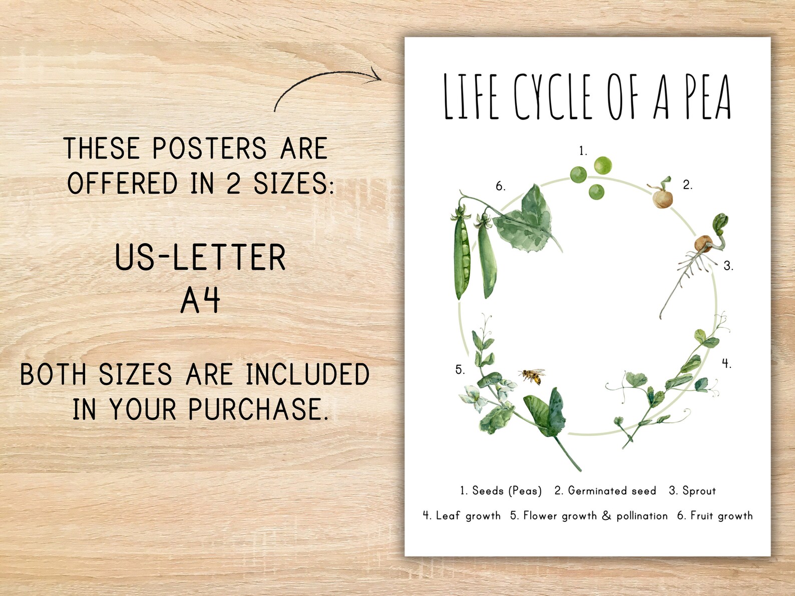 Life Cycle of a Pea Homeschool Printable Montessori Resource Life Cycle ...