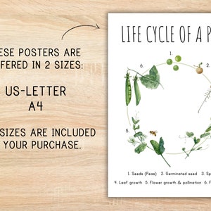 Life Cycle of a Pea Homeschool Printable Montessori Resource Life Cycle ...