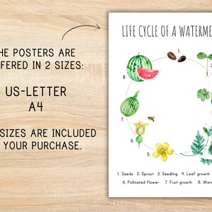 Life Cycle of a Watermelon Homeschool Printable Montessori Resource ...