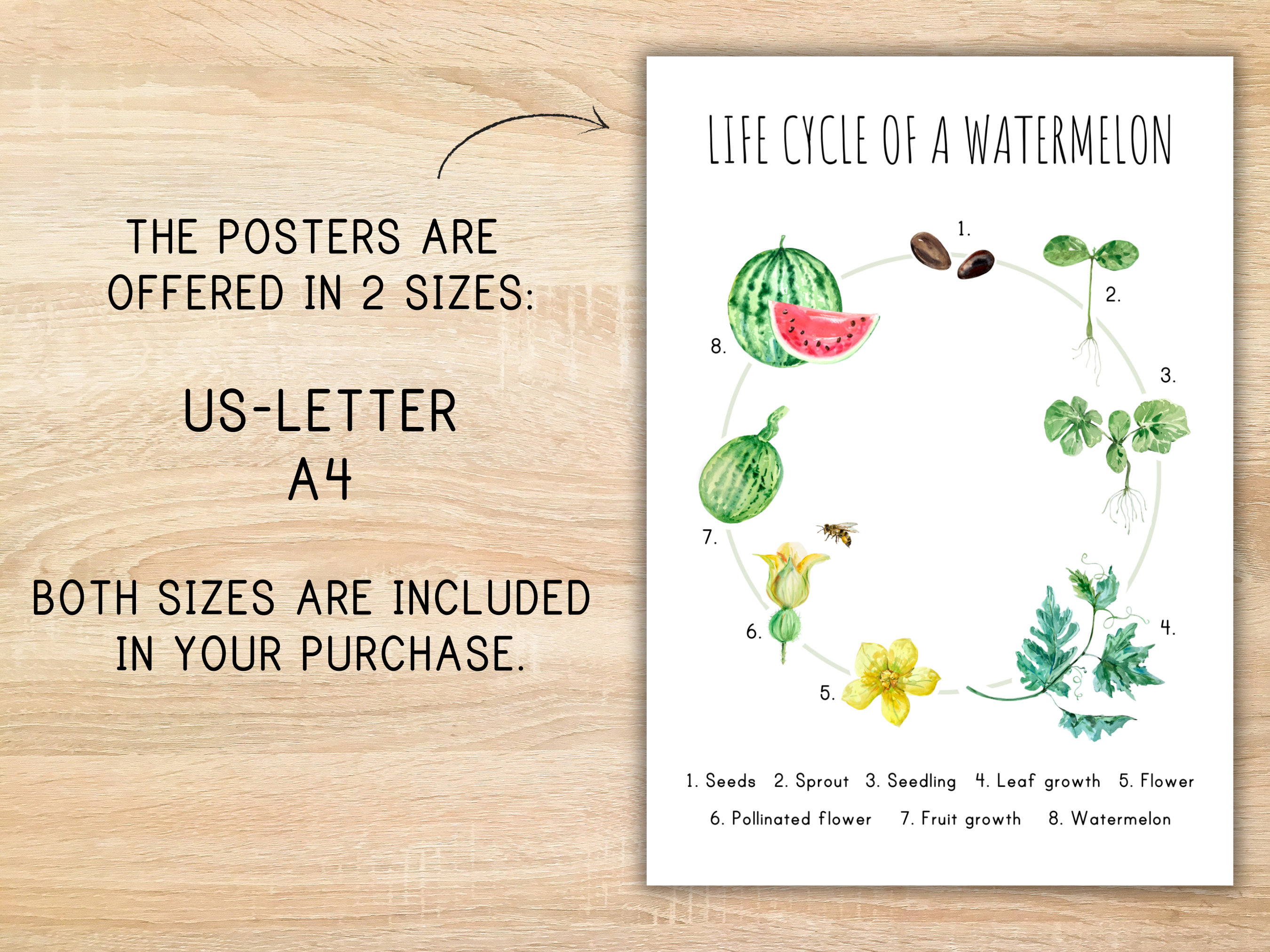 Life Cycle of a Watermelon Homeschool Printable Montessori Resource ...
