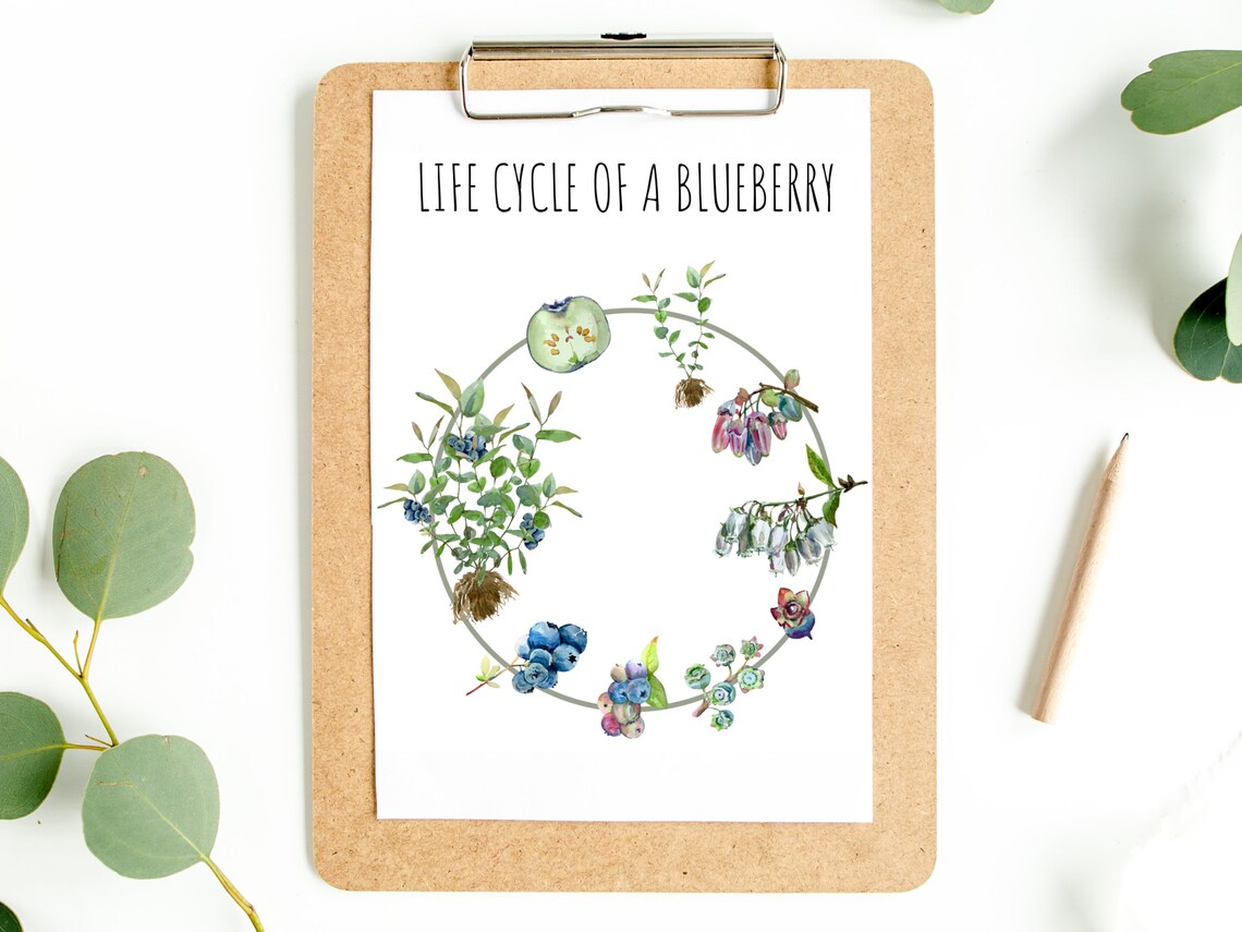 Life Cycle of a Blueberry Homeschool Printable Montessori Resource Life ...