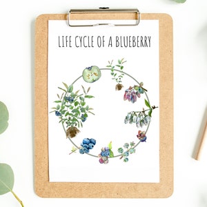 Life Cycle of a Blueberry Homeschool Printable Montessori Resource Life ...