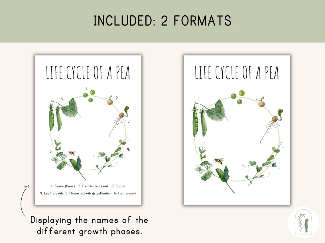 Life Cycle of a Pea Homeschool Printable Montessori - Etsy