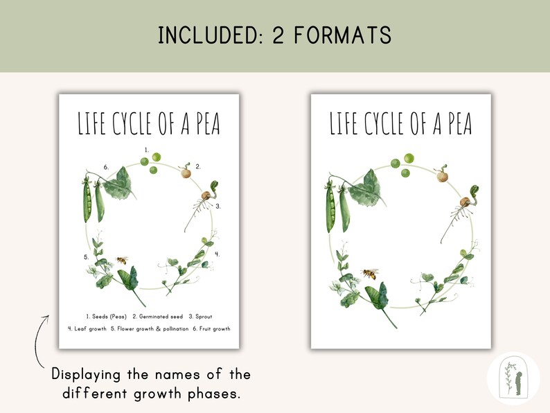 Life Cycle of a Pea Homeschool Printable Montessori - Etsy