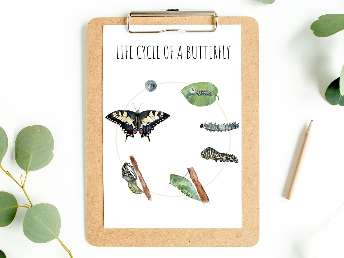 Life Cycle of a Butterfly Homeschool Printable Montessori Resource Life ...