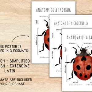 Anatomy of a Ladybug Homeschool Printable Montessori Resource Anatomy ...
