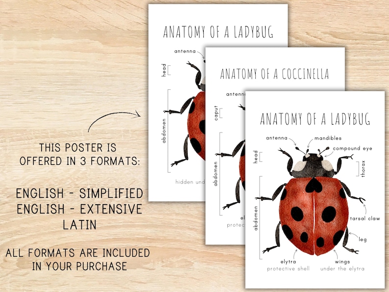 Anatomy of a Ladybug Homeschool Printable Montessori Resource Anatomy ...