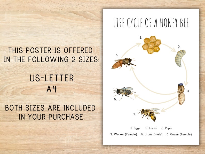 Life Cycle of a Bee Homeschool Printable Montessori Resource Life Cycle ...