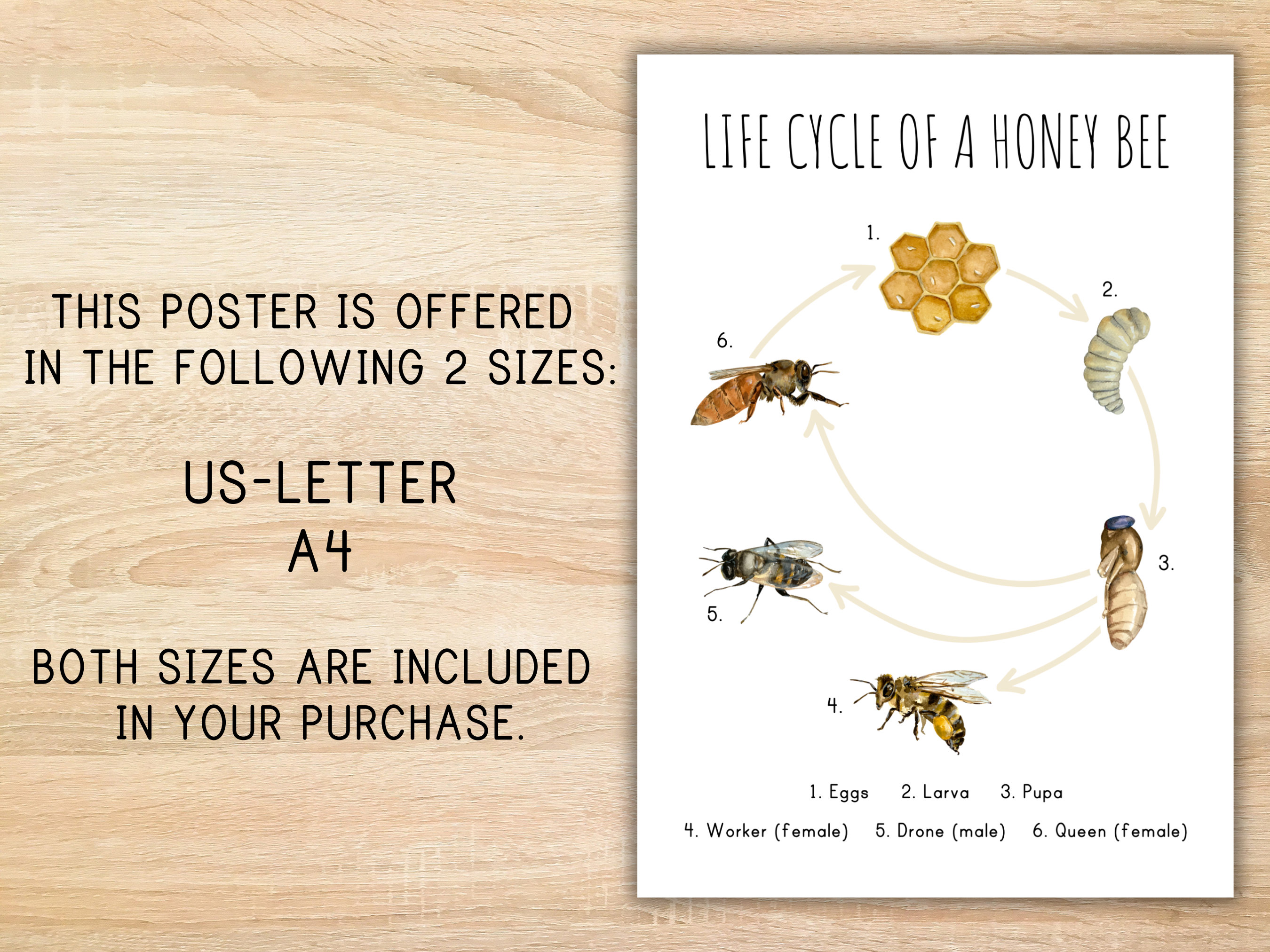 Life Cycle of a Bee Homeschool Printable Montessori Resource Life Cycle ...