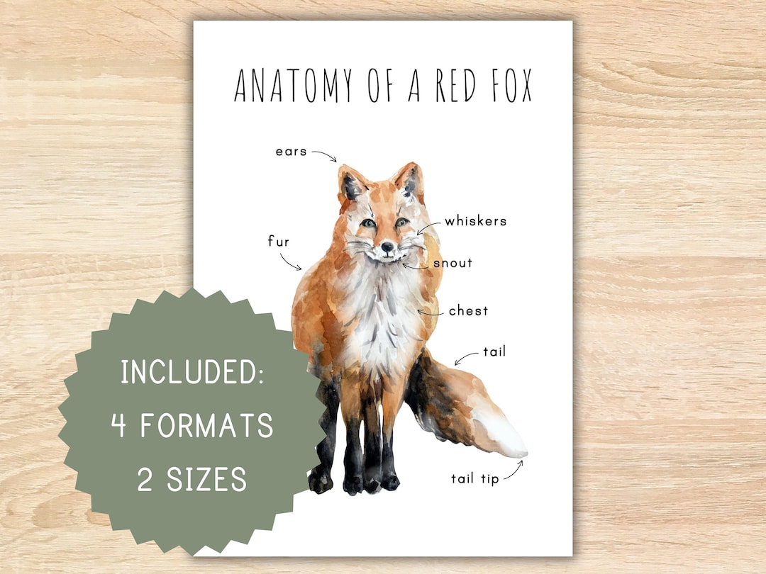 Anatomy of a Fox Homeschool Printable Montessori Fox Resource Anatomy ...