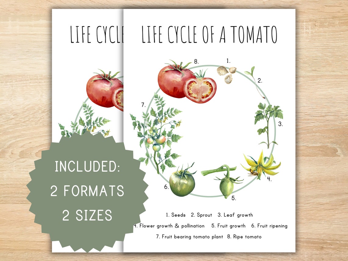 Life Cycle of a Tomato Homeschool Printable Montessori Resource Life ...