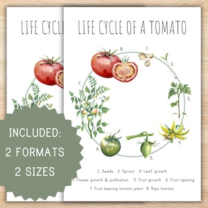 Life Cycle of a Tomato Homeschool Printable Montessori Resource Life ...
