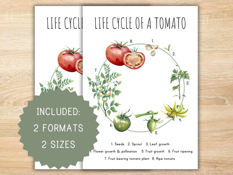 Life Cycle of a Tomato Homeschool Printable Montessori Resource Life ...