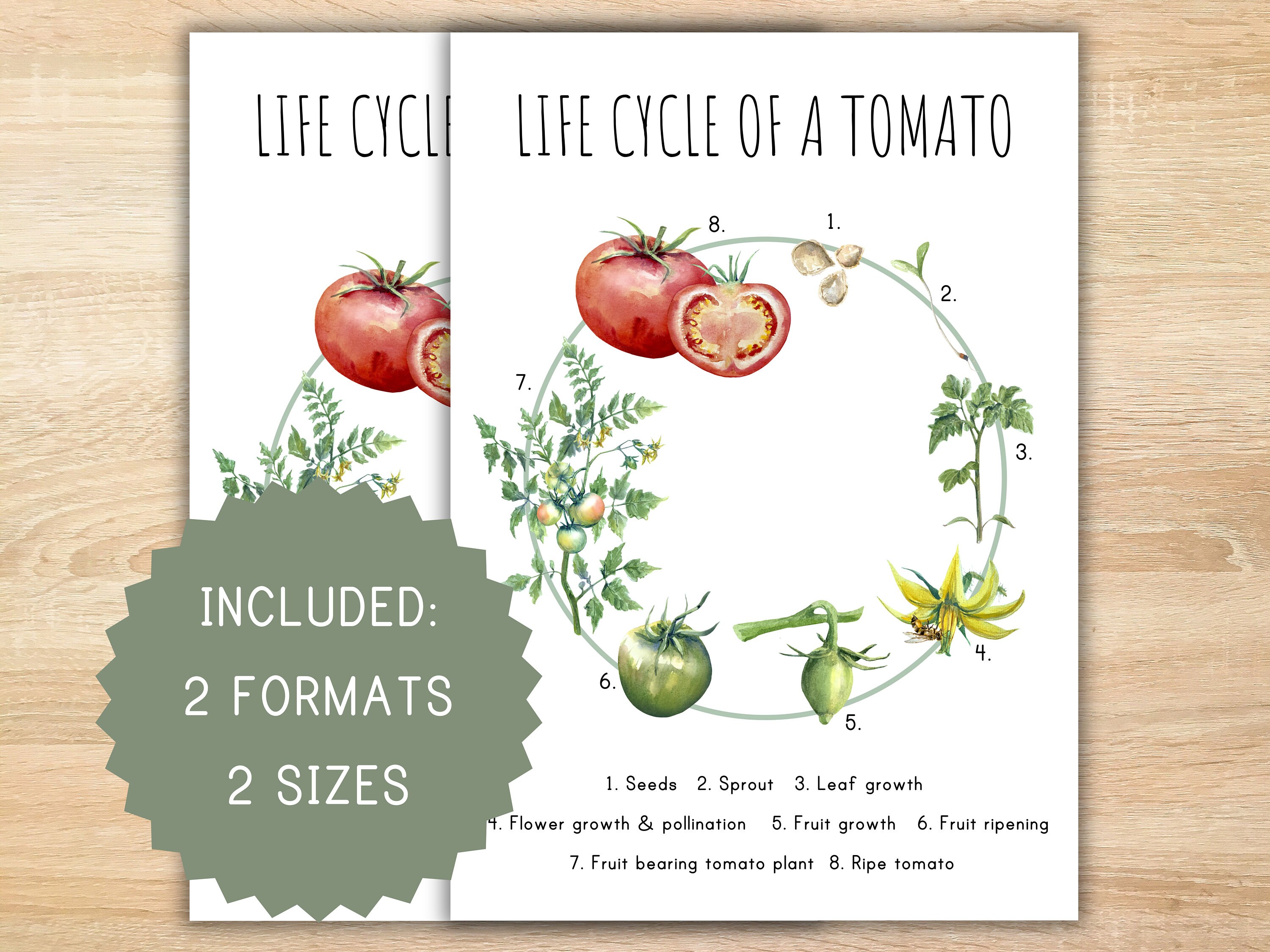 Life Cycle of a Tomato Homeschool Printable Montessori Resource Life ...