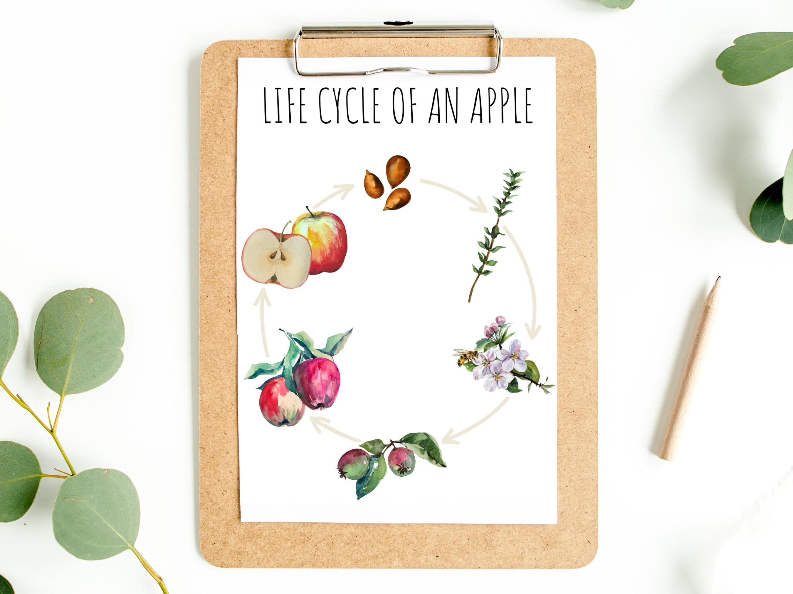 Life Cycle of a Red Apple Homeschool Printable Montessori Resource Life ...