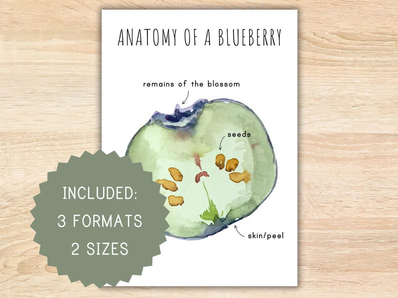 Anatomy of a Blueberry Homeschool Printable Montessori Resource Anatomy ...