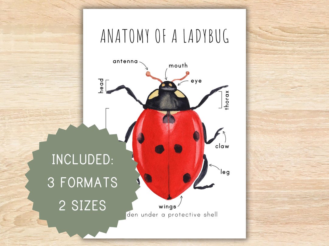 Anatomy of a Ladybug Homeschool Printable Montessori Resource Anatomy ...