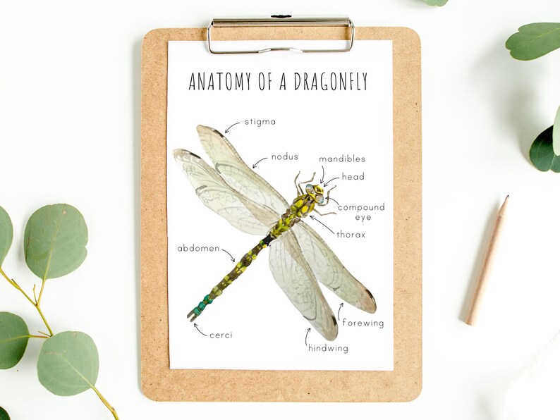 Anatomy of a Dragonfly Homeschool Printable Montessori Resource Anatomy ...
