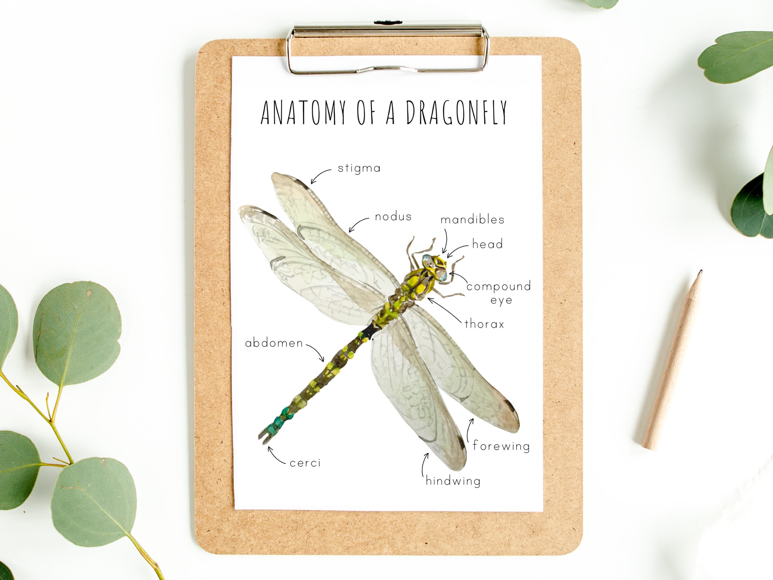 Anatomy of a Dragonfly Homeschool Printable Montessori Resource Anatomy ...