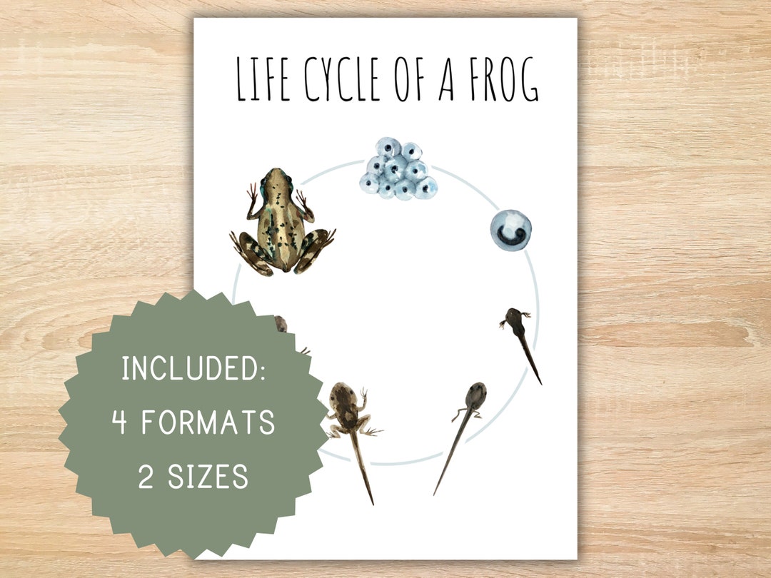 Frog Life Cycle of a Frog Homeschool Printable Montessori Resource Life ...