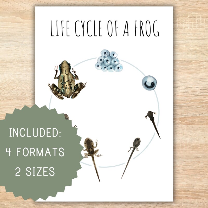 Frog Life Cycle - Etsy