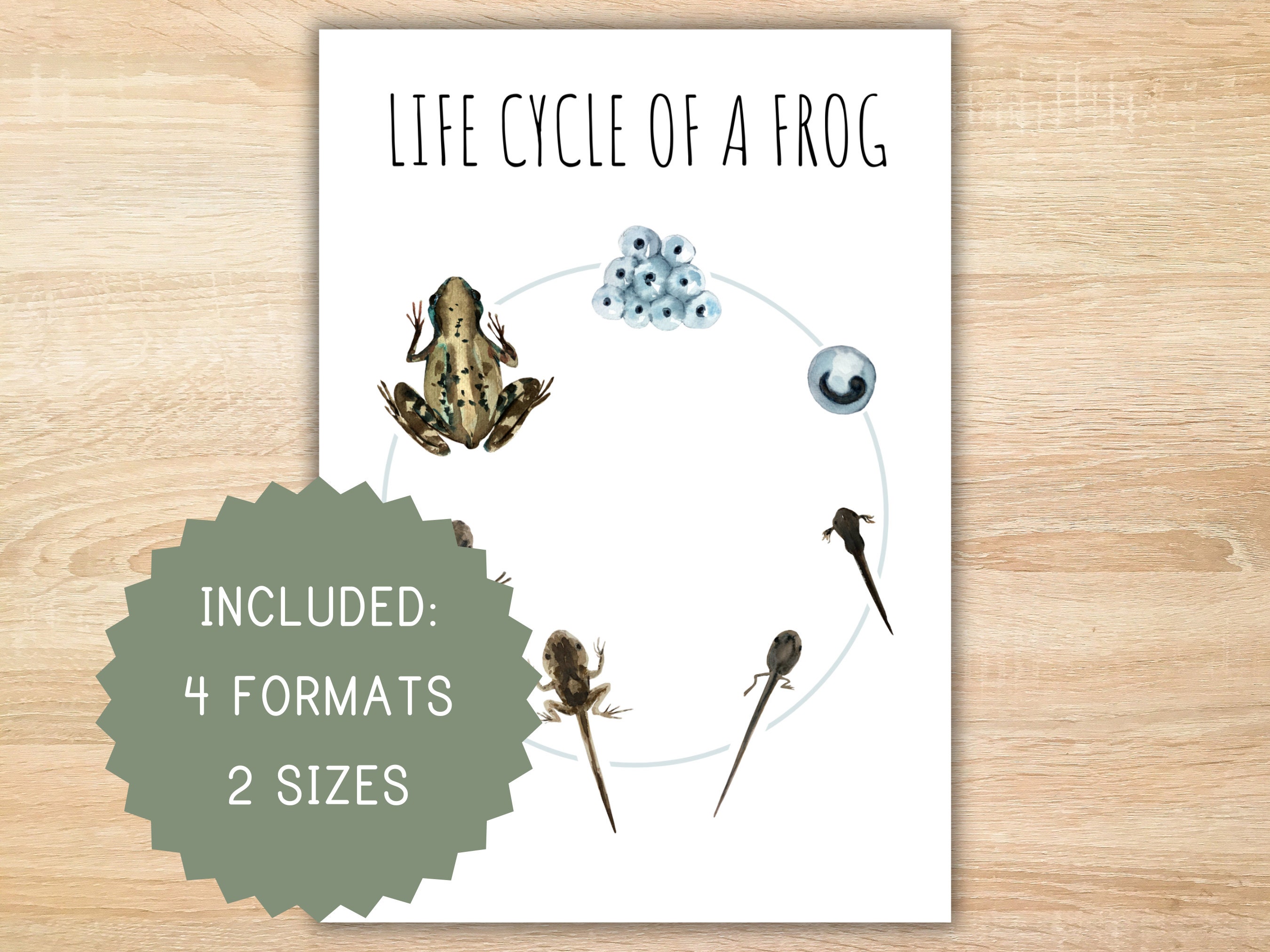 Frog Life Cycle of a Frog Homeschool Printable Montessori Resource Life ...