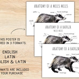 Badger Anatomy of a Badger Homeschool Printable Montessori Resource ...