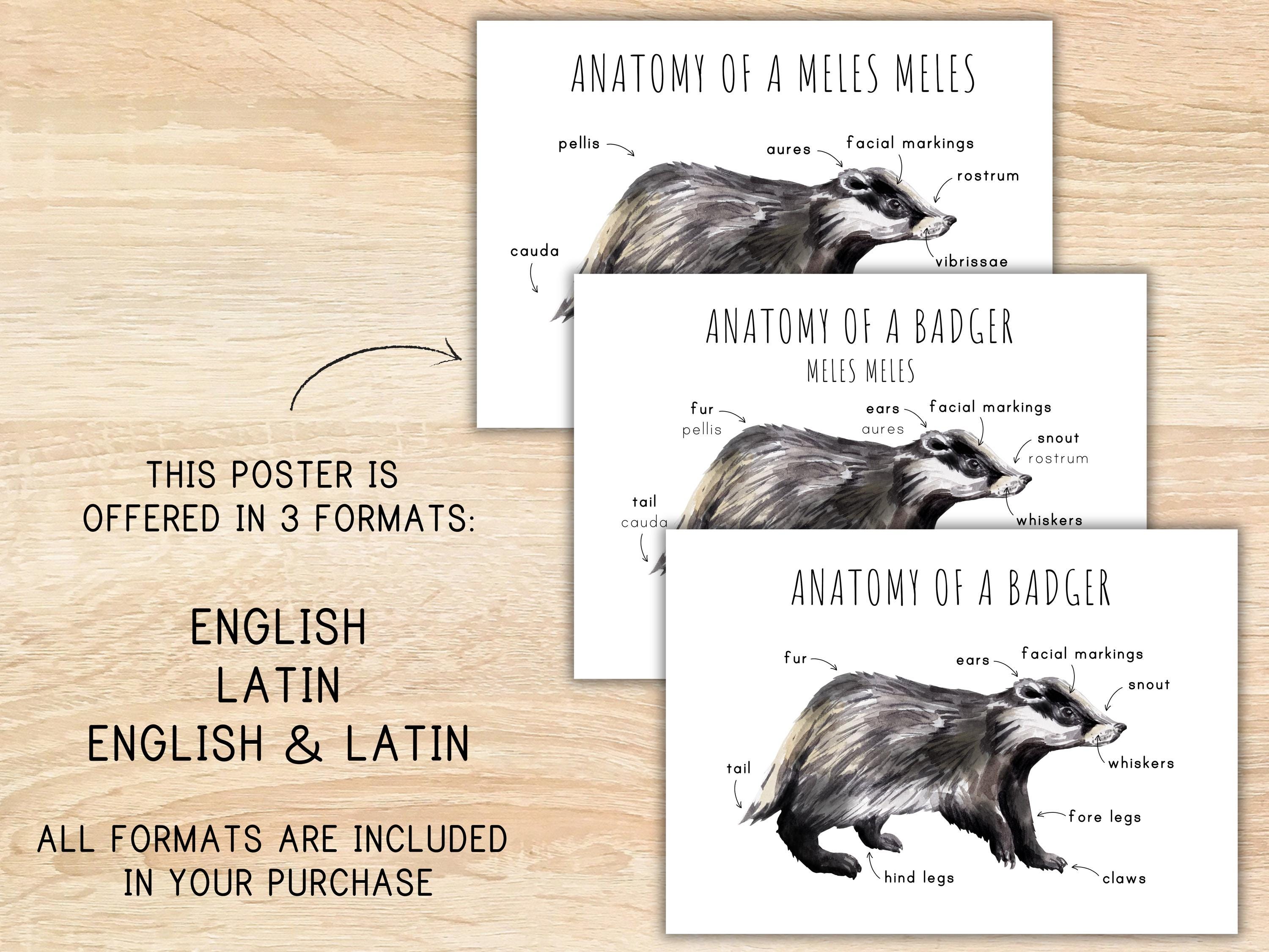 Badger Anatomy of a Badger Homeschool Printable Montessori Resource ...