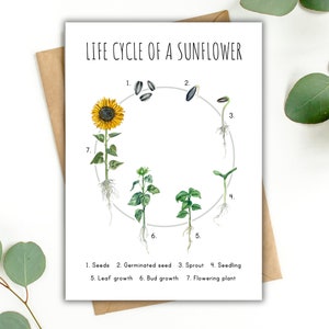 Life Cycle of a Sunflower, Homeschool Printable, Montessori Resource ...