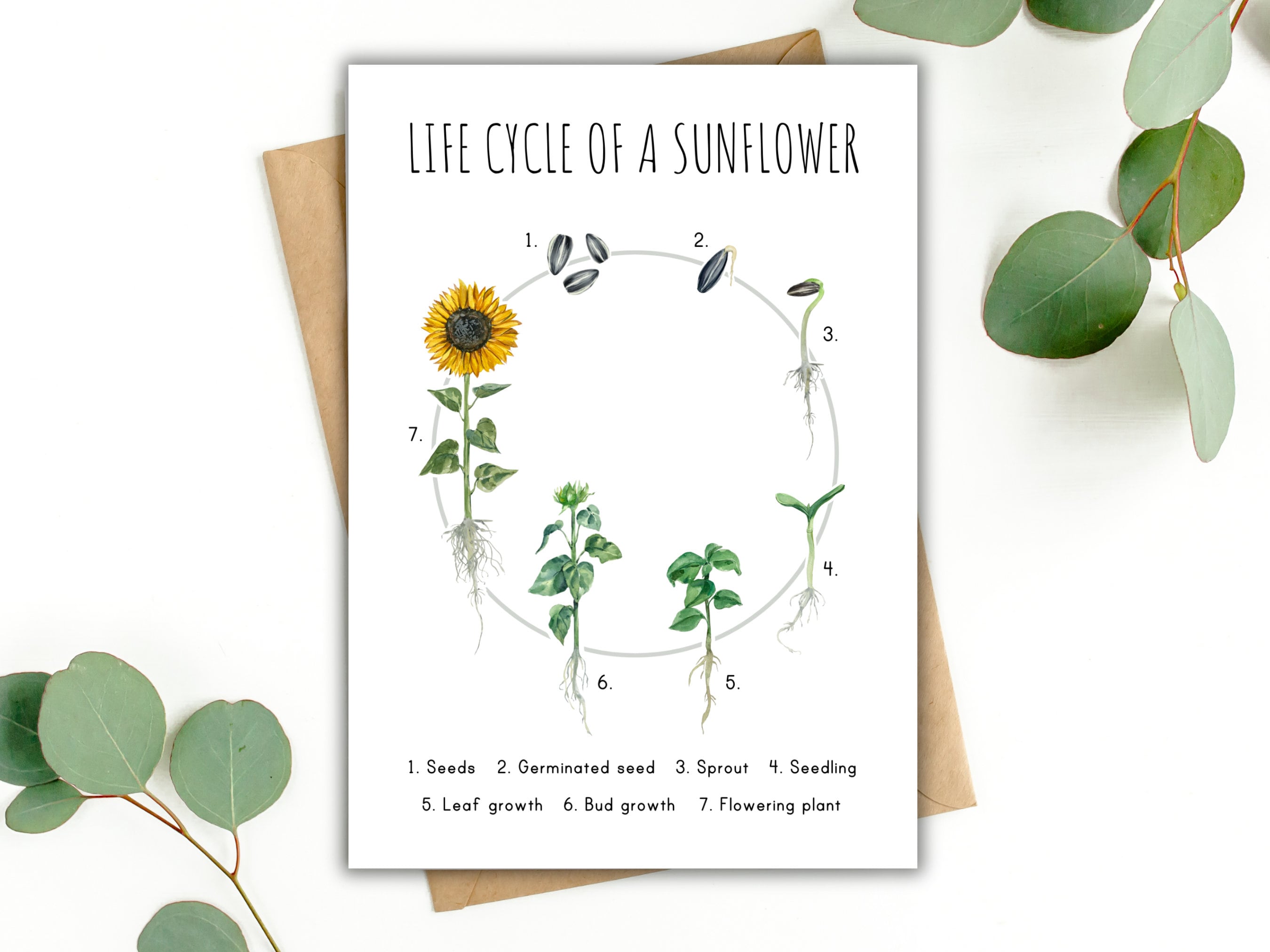 Life Cycle of a Sunflower, Homeschool Printable, Montessori Resource ...