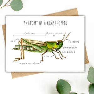 Anatomy of a Grasshopper Homeschool Printable Montessori Resource ...