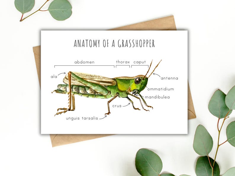 Anatomy of a Grasshopper Homeschool Printable Montessori Resource ...