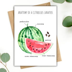 Anatomy of a Watermelon Homeschool Printable Montessori Resource ...