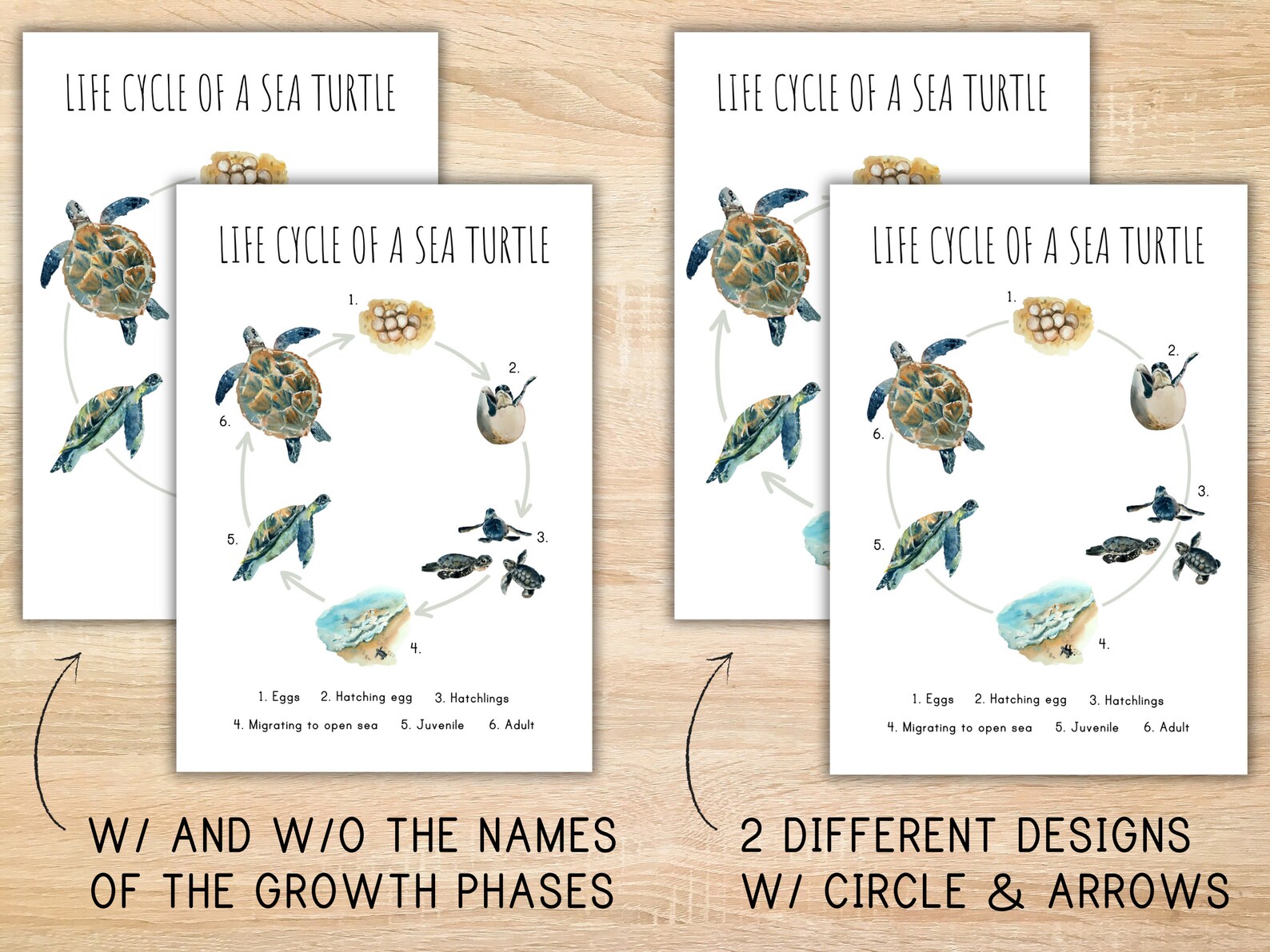 Life Cycle of a Sea Turtle Homeschool Learning Resource Montessori ...