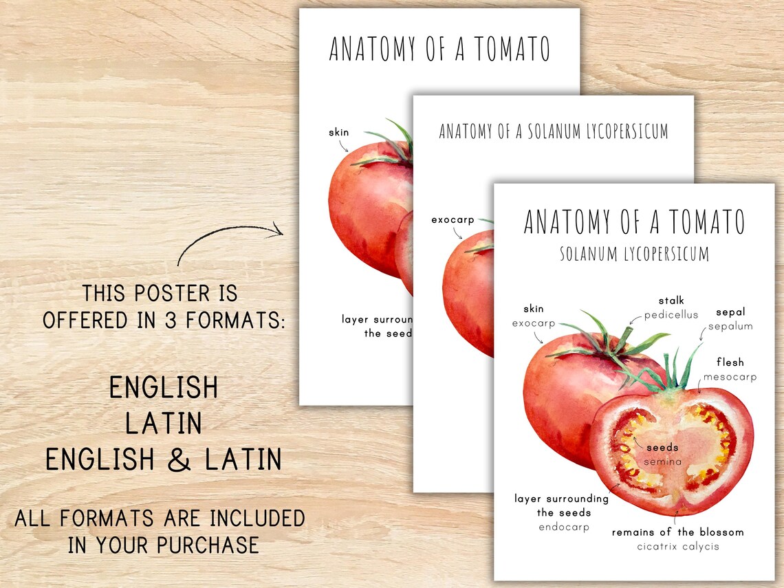 Anatomy of a Tomato Fruit Homeschool Printable Montessori Resource ...