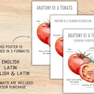 Anatomy of a Tomato Fruit Homeschool Printable Montessori Resource ...