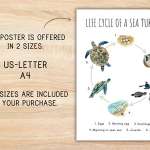 Life Cycle of a Sea Turtle Homeschool Learning Resource Montessori ...