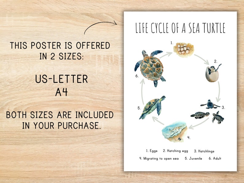 Life Cycle of a Sea Turtle Homeschool Learning Resource Montessori ...