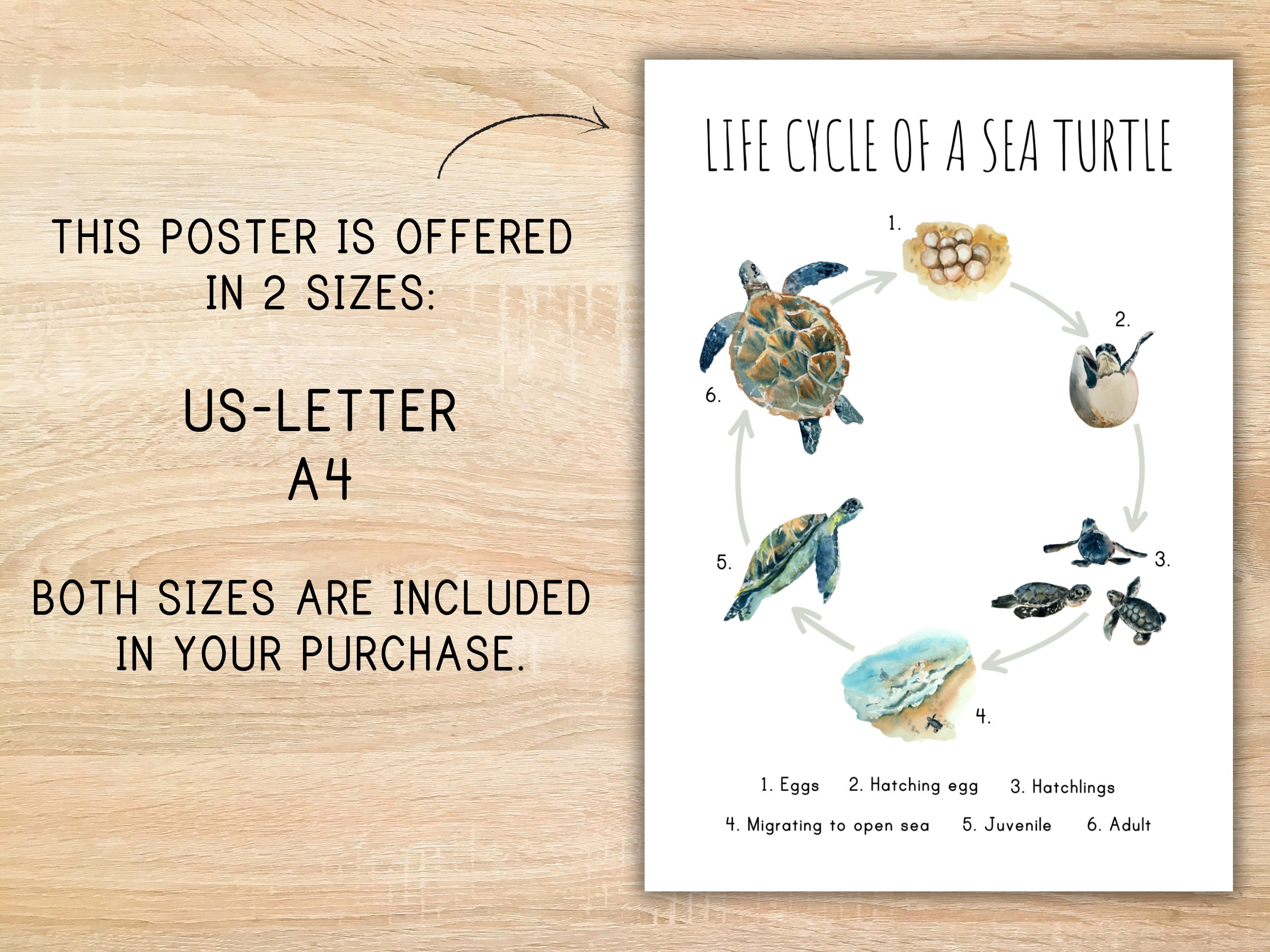 Life Cycle of a Sea Turtle Homeschool Learning Resource Montessori ...