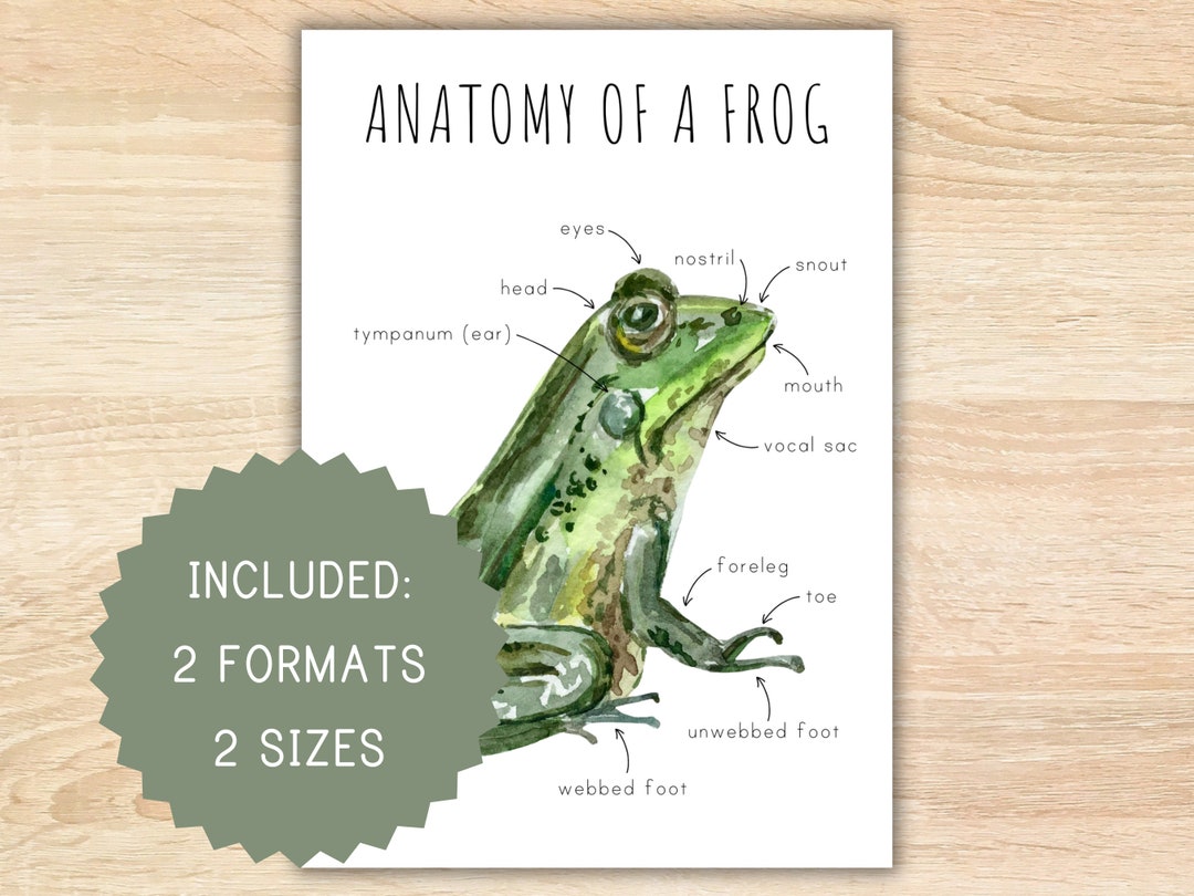 Frog Anatomy of a Frog Homeschool Printable Montessori Resource Anatomy ...