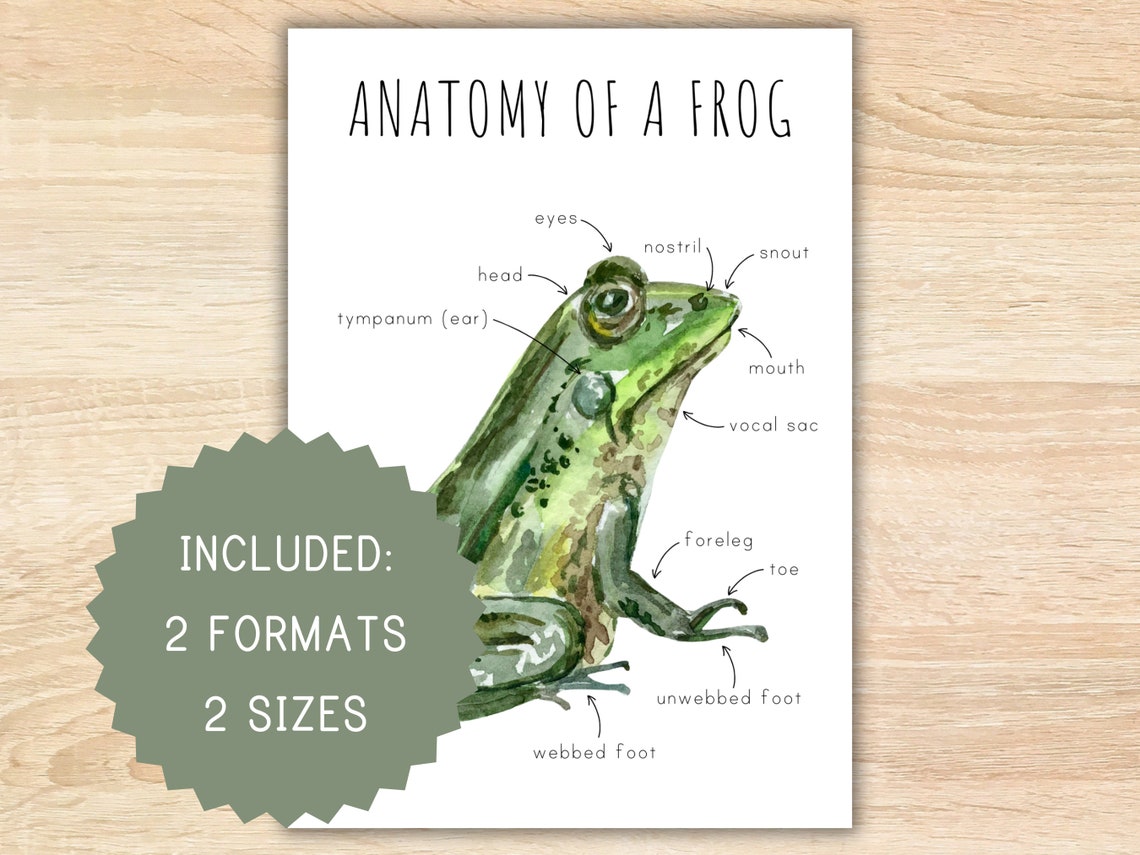 Frog Anatomy of a Frog Homeschool Printable Montessori Resource Anatomy ...