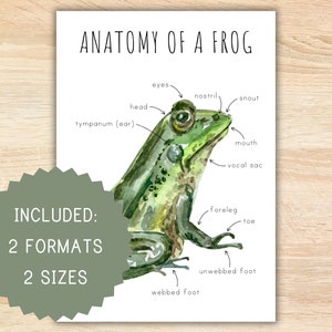 Frog Anatomy of a Frog Homeschool Printable Montessori Resource Anatomy ...